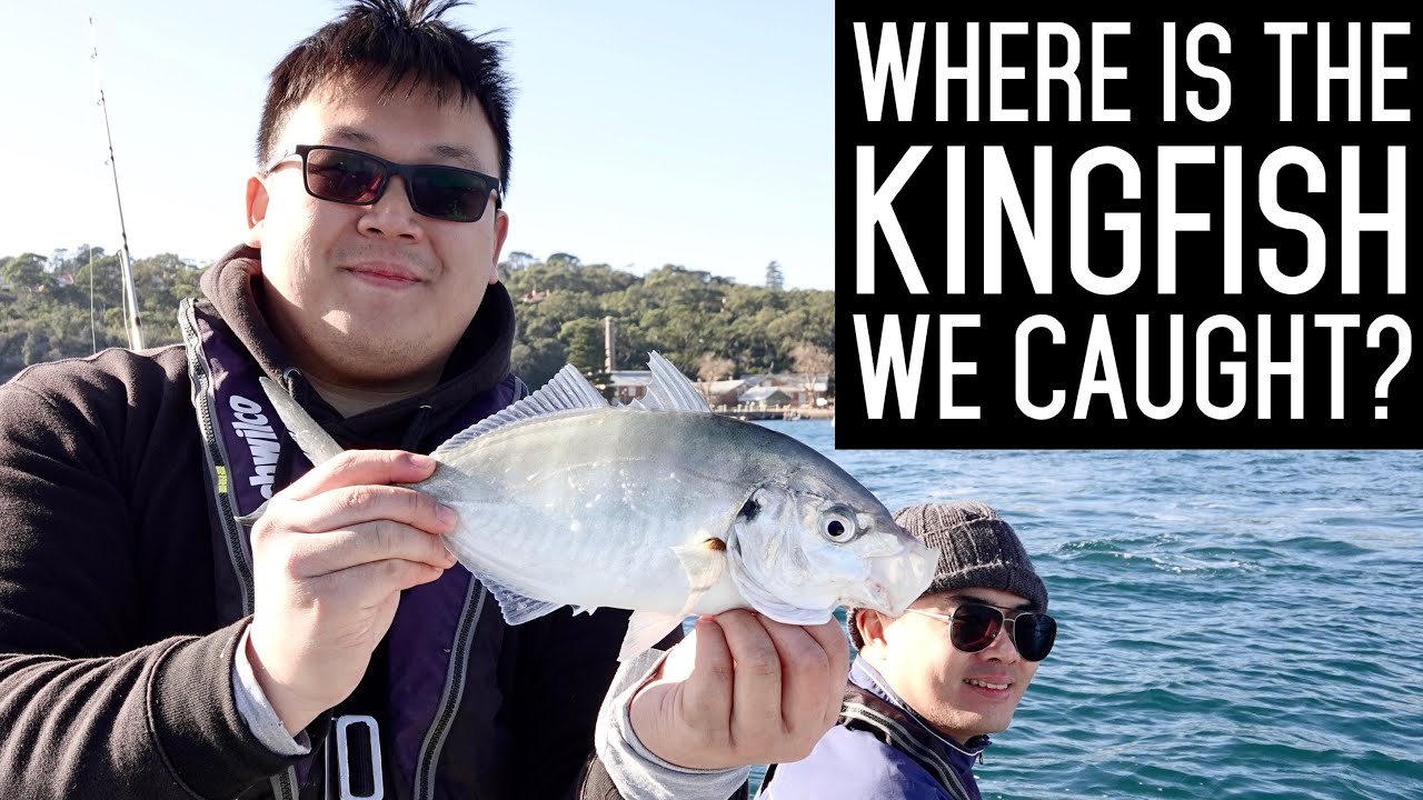 Sydney Harbour fishing - Trauma and revenge session - YouTube