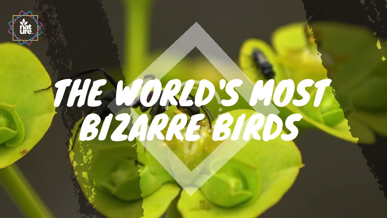 Discover the fascinating world of ants! - YouTube