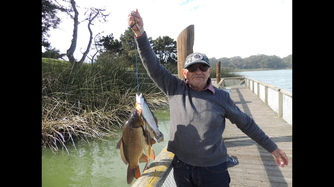 Two carps and one trout - today at Lake Merced - YouTube