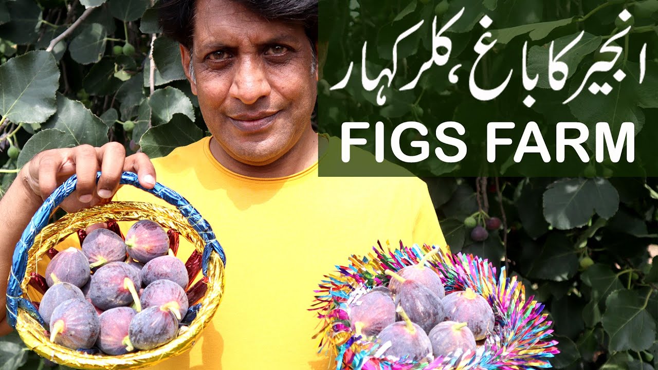 Inside Ameer FIGS FARM | Kallar Kahar-Pakistan | FRESH FIGS, Fig Syrup ...