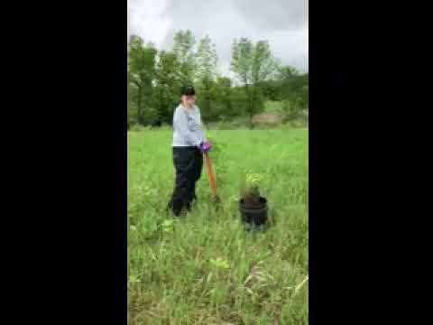 Great River Greening Big Woods Tree Planting - Dibble Bar - YouTube