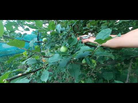 Taiere în Verde la Mar 15 Iulie 2021. - YouTube