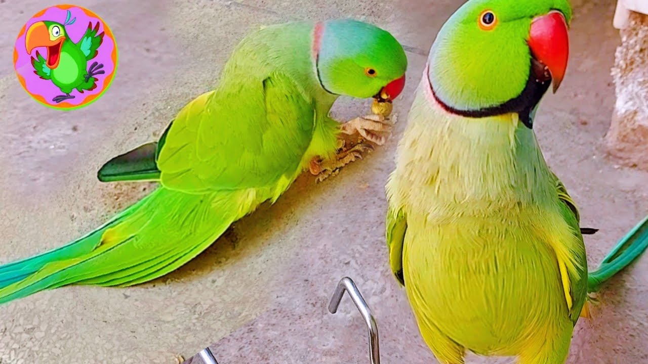 Tiger Parrot Playing and eating |Talking parrot tiger | - YouTube
