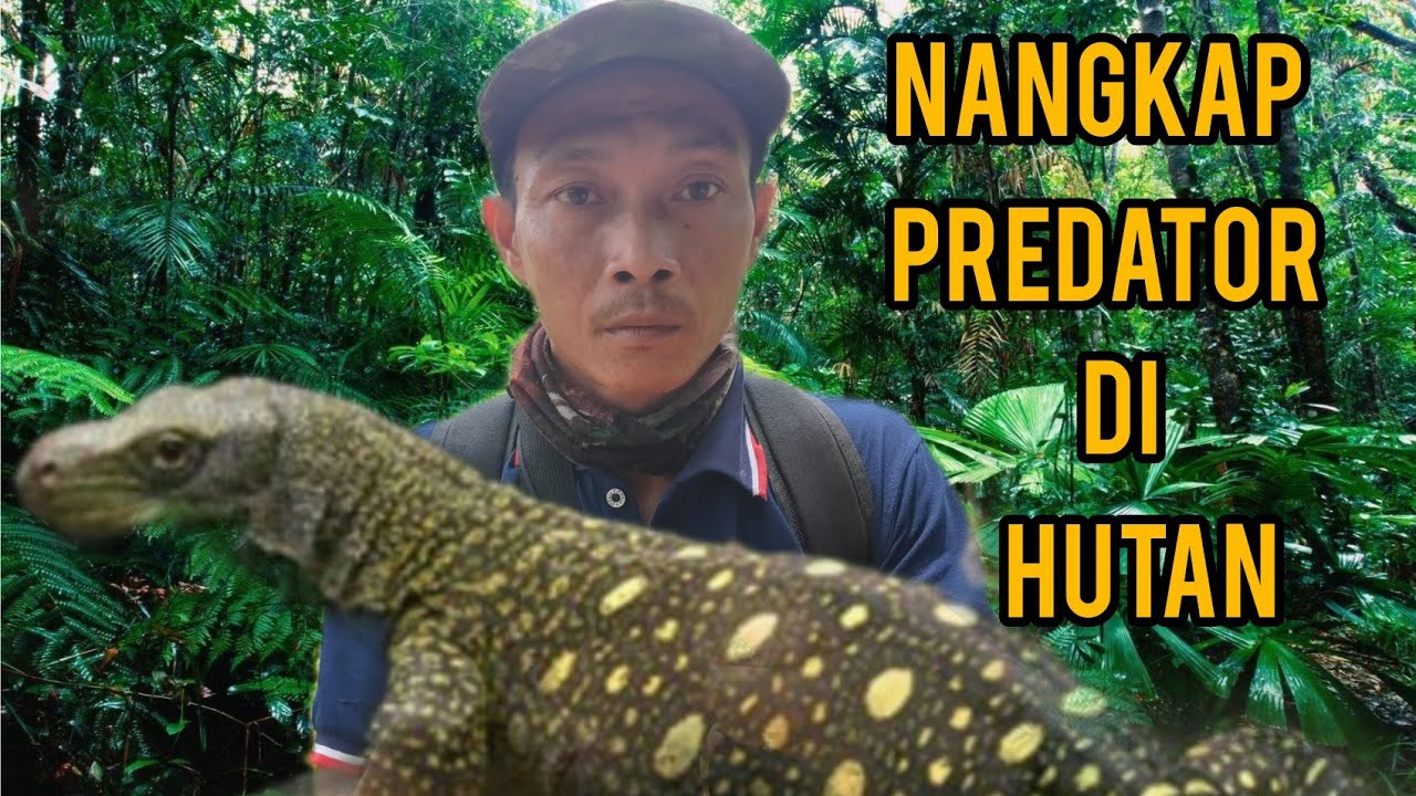 menelusuri hutan dapat predator (biawak)#nangkap biawak#biawak besar# ...
