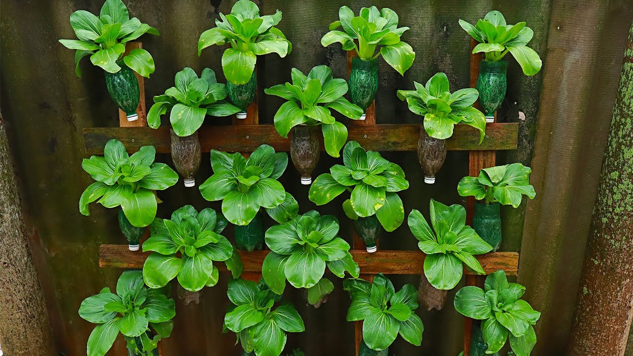 Vertical Vegetable Garden - Great Idea To Grow Vegetables For The ...