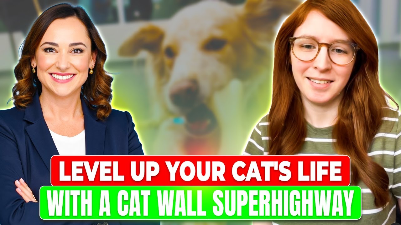 Level Up Your Cat's Life with a Cat Wall Superhighway | Cat Walls 101 ...
