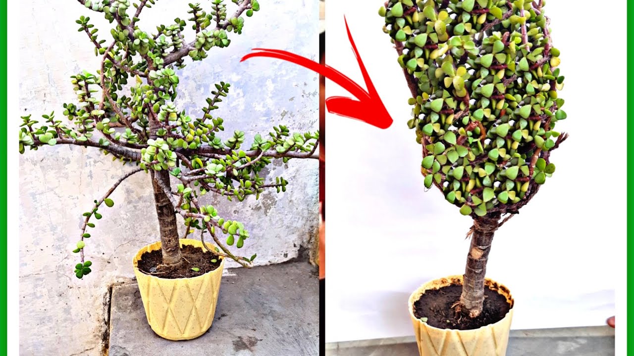 Easy way to make Jade Topiary #jadeplant #topyari - YouTube