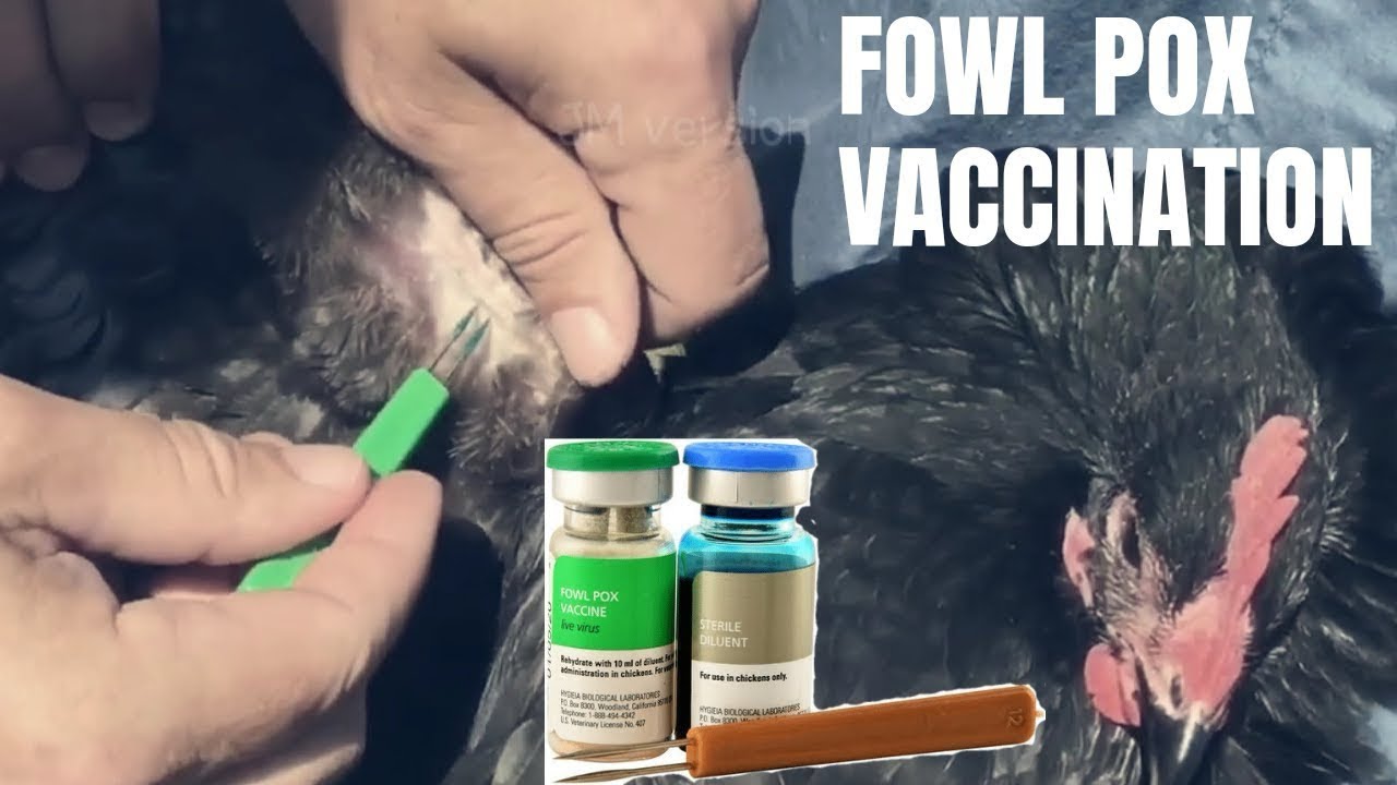 FOWL POX VACCINATION. #poultry - YouTube