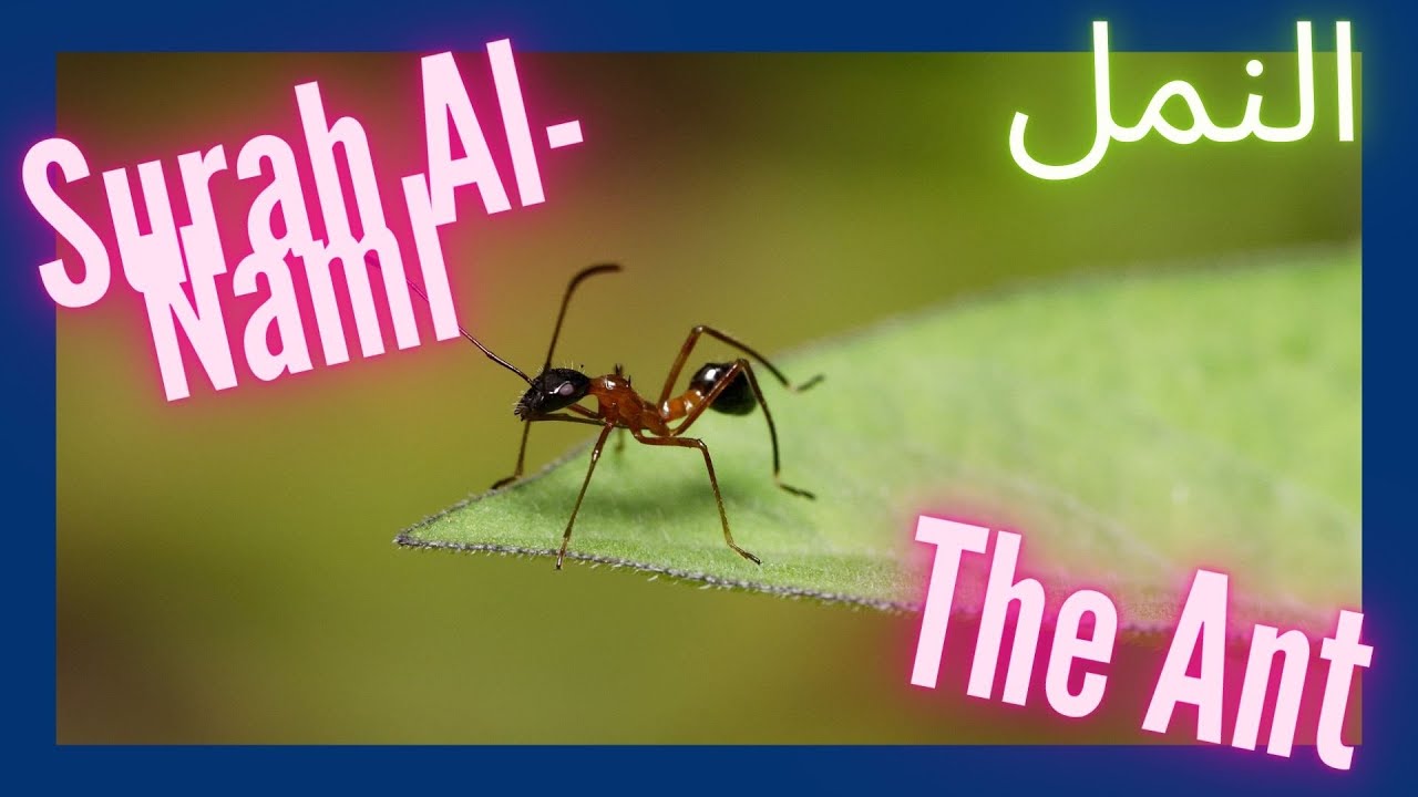 The Holy Quran - Surah Al-Naml- “The Ant" - Recited by Abdullah Al ...