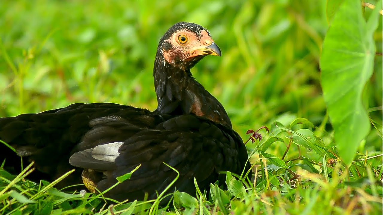 Wild fowl, beautiful chickens roaming the green grass - YouTube