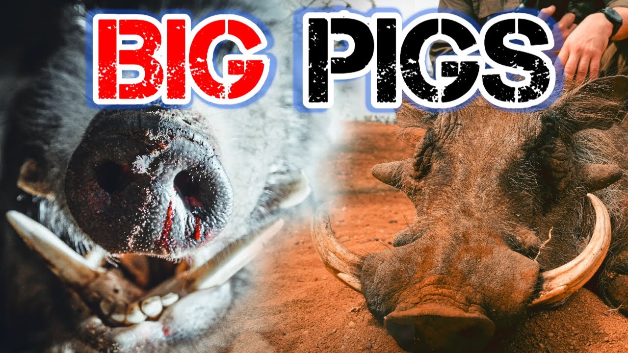 Huge Bush Pig And Warthog In 12 Hours! - YouTube