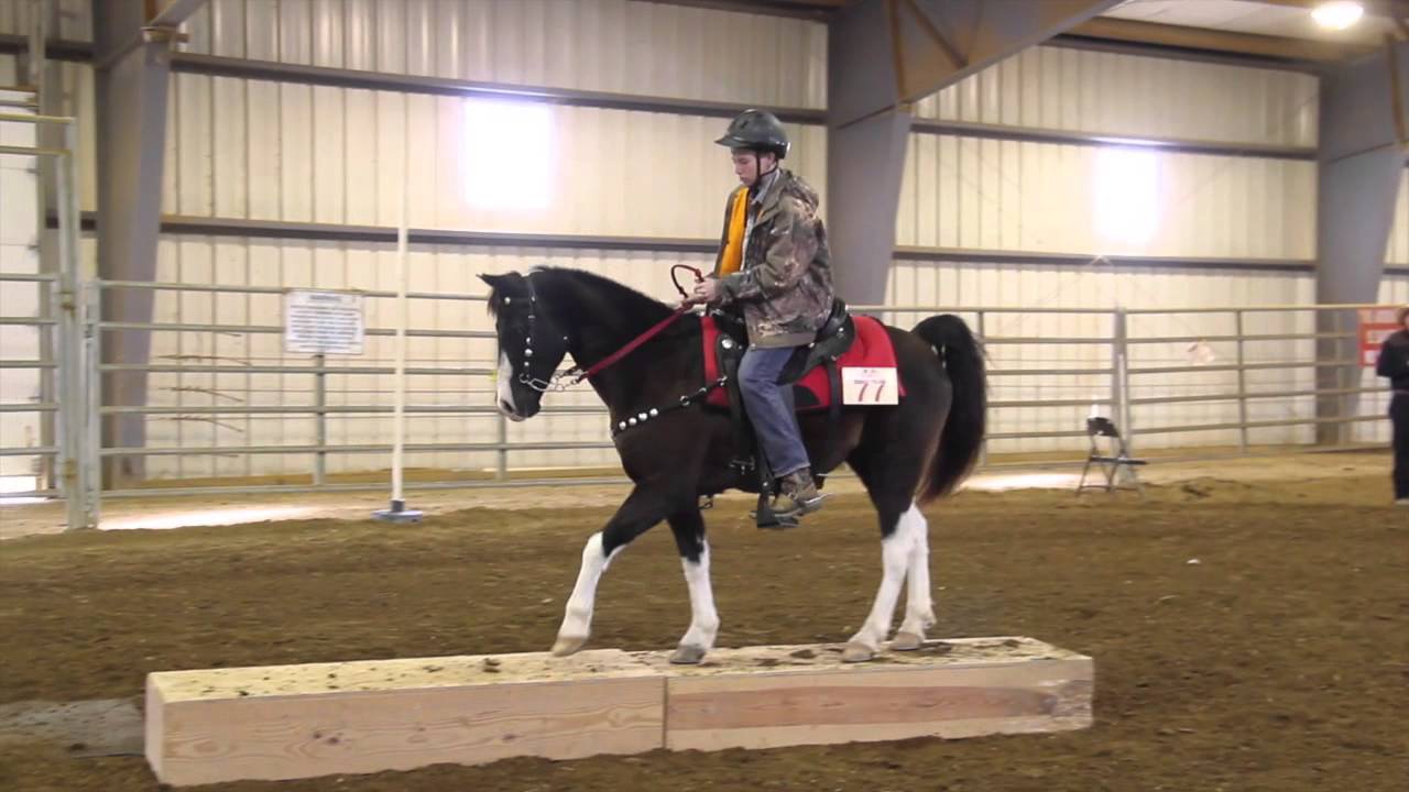Brady - 2014 Indoor Trail Obstacle Course - SSHBEA Sport Horse ...