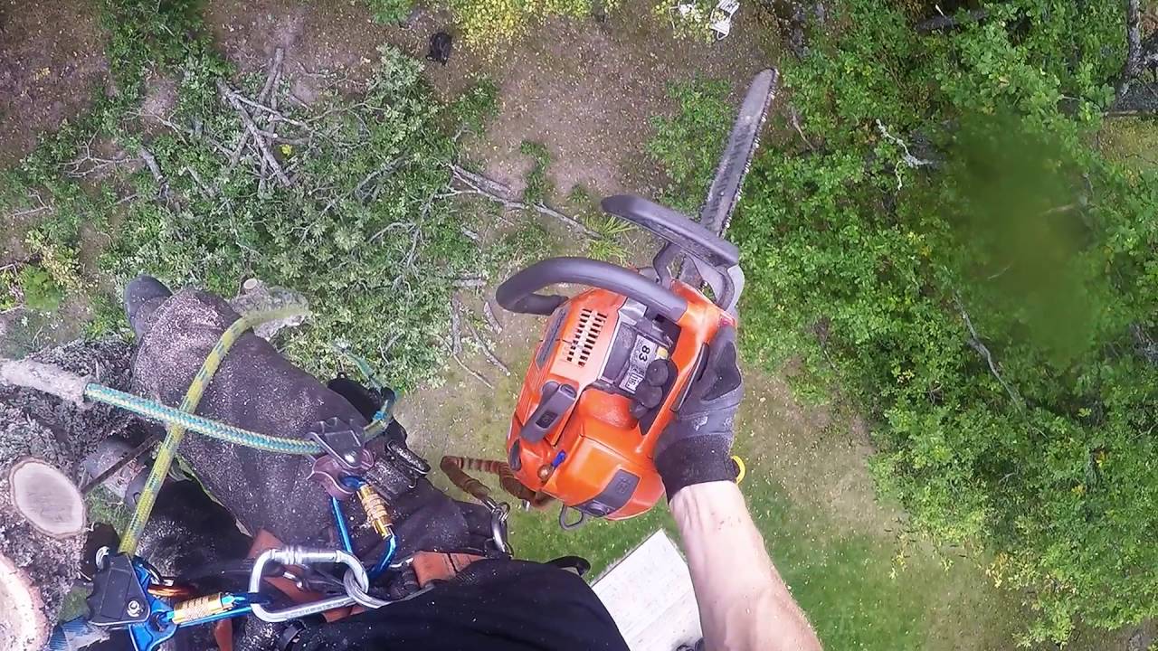 Climbing and felling oak tree with Husqvarna T540XP - YouTube