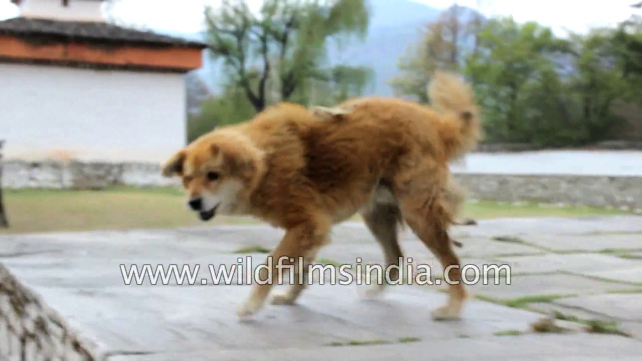 Street dogs of Bhutan are super cute, playful and furry - YouTube
