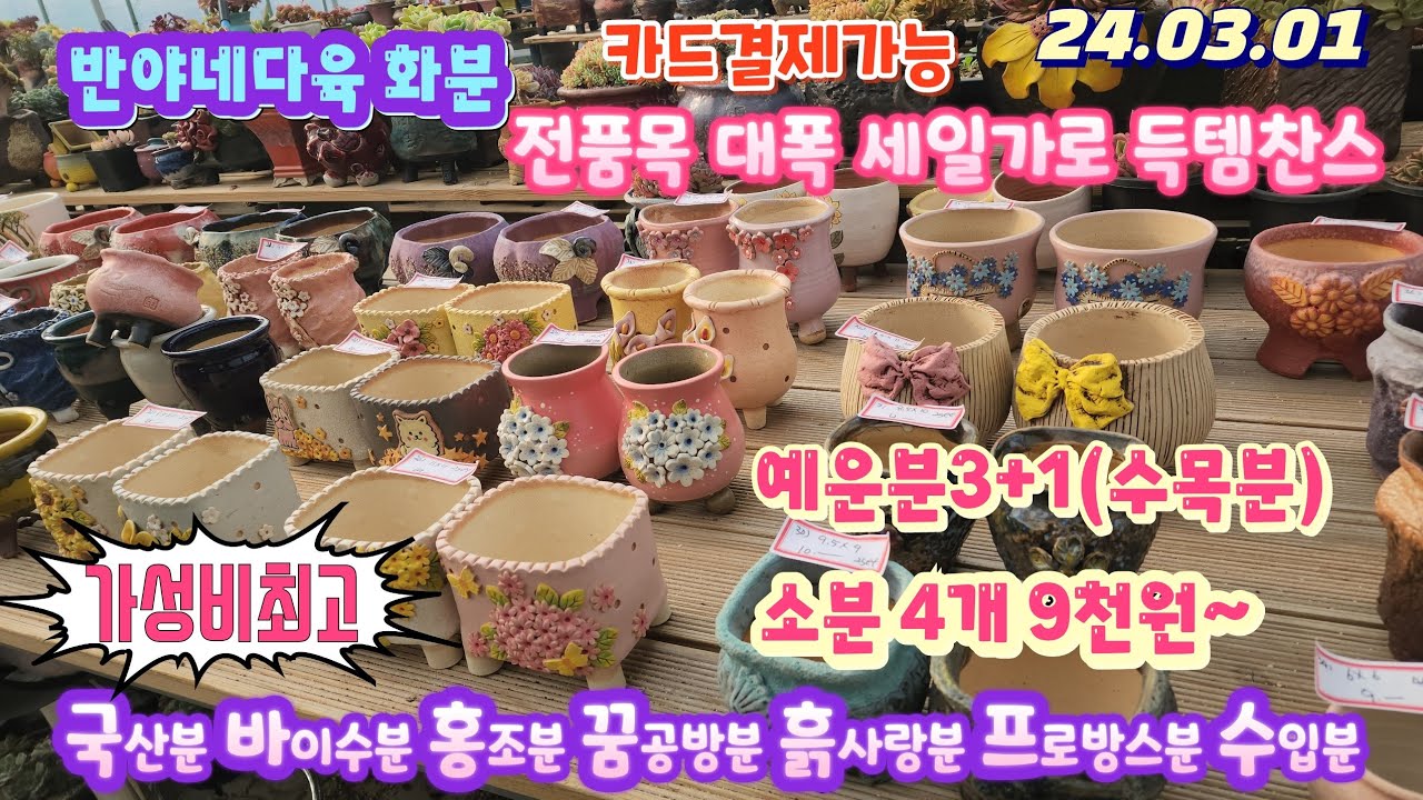 24 03 01 반야네다육화분 1 4개9천부터 예운분 3 1 이쁜화분들세일가로 바이수분 예운분 흙사랑분 꿈공방분 홍조분 베트남분