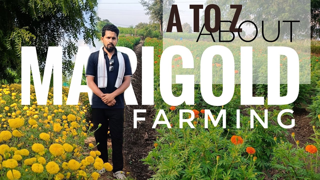 A to Z about Marigold farming.झेंडू शेतीबद्दल संपूर्ण माहिती. - YouTube