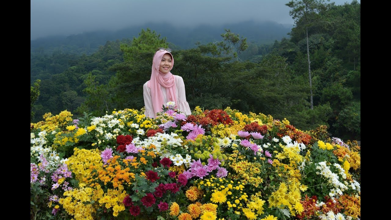 Coban Rais Malang,spot Bukit Bulu Batu Flower Garden yang hits - YouTube