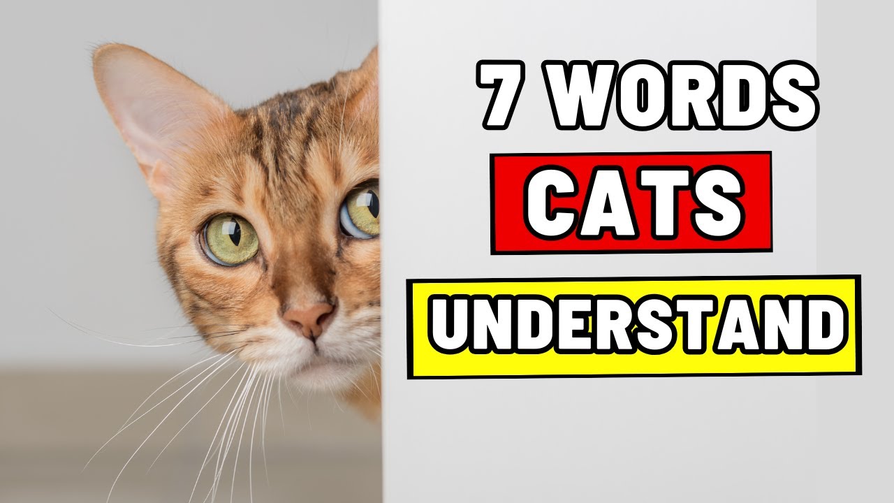7 Words You Say That Your Cat Understands - YouTube