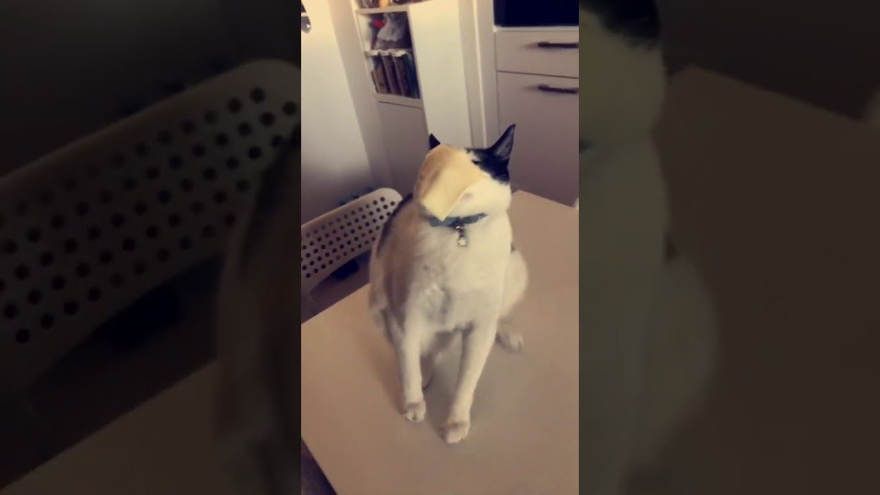 Sliced Cheese Causes Confusion for Cat || ViralHog - YouTube