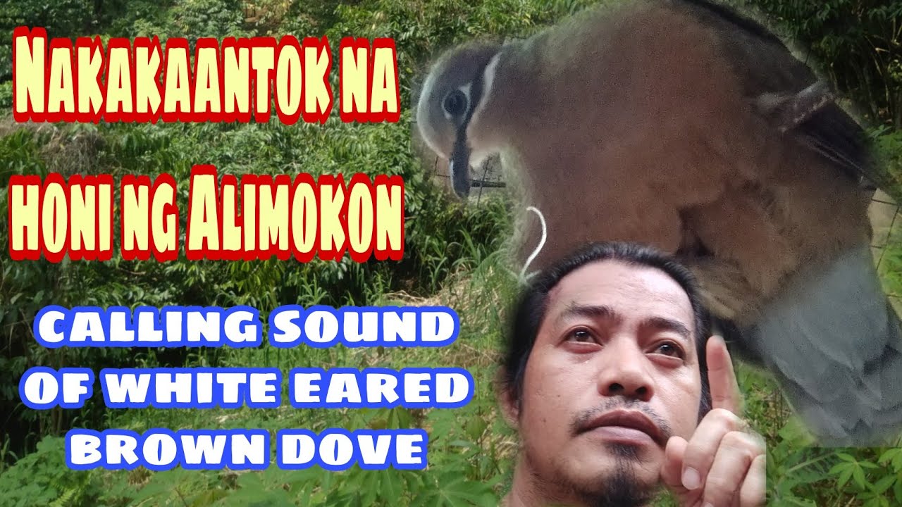 NAKAKAANTOK NA HONI NG ALIMOKON.(calling sound of white eared brown ...