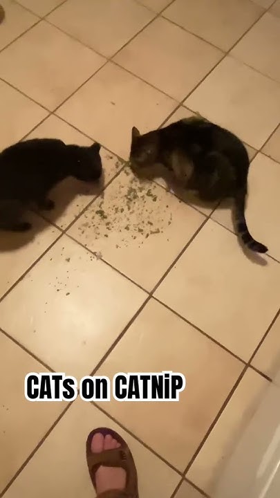 STORMY loves catnip … more than the other cats … everybody was crazy but I didn’t get it on ...