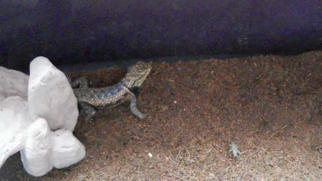 Desert Spiny Lizard - Edgar eating crickets - YouTube