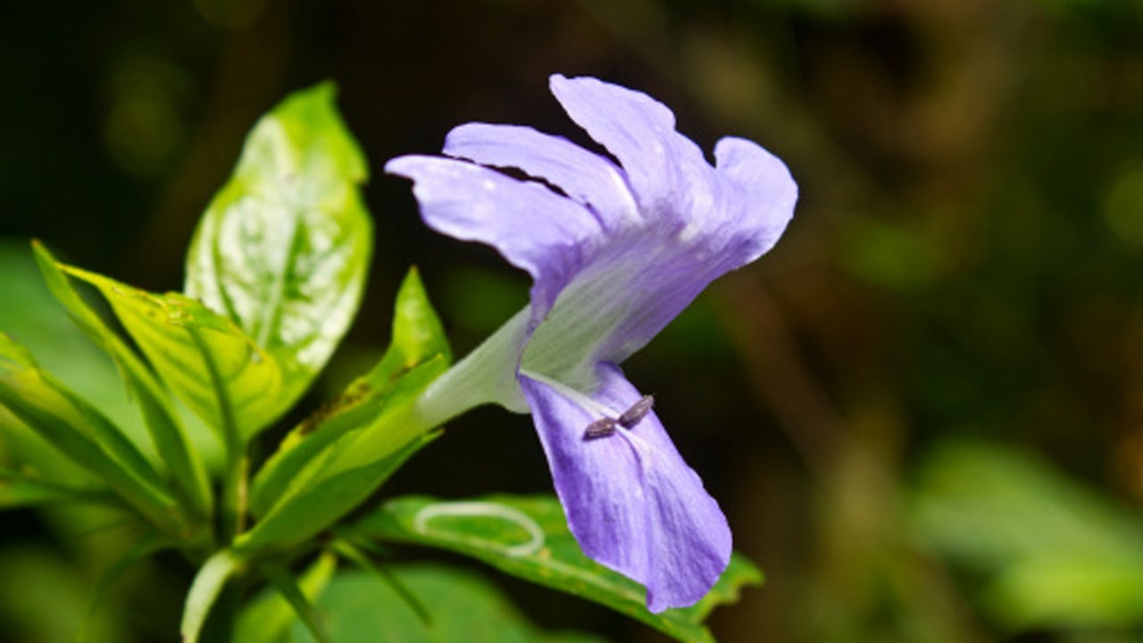 Crested philippine violet flower plant | Bluebell barleria cristata ...