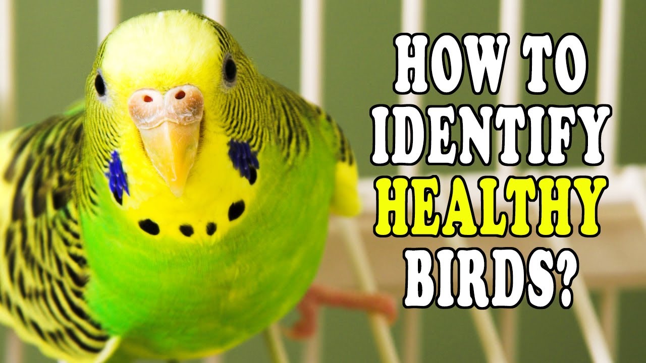 How To Identify HEALTHY Birds? Healthy birds pehchanne ka tarika ...