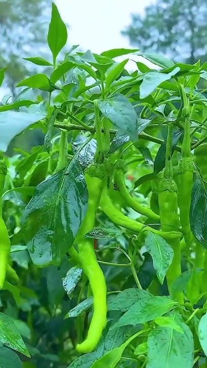 organic vegetables#vegetables #organicfarming #organic #chilli #homegarden #youtubeshorts #short ...