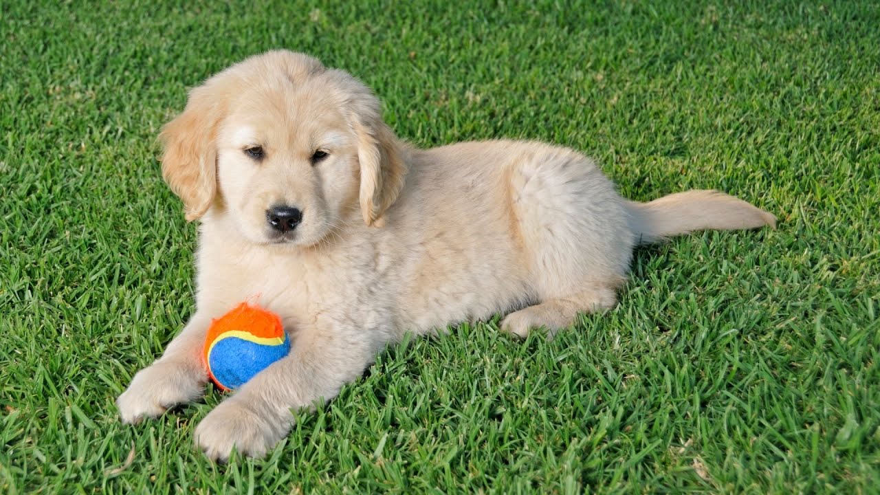 Labrador Retriever Puppy 101- Ready to Own America's Favorite Pup ...
