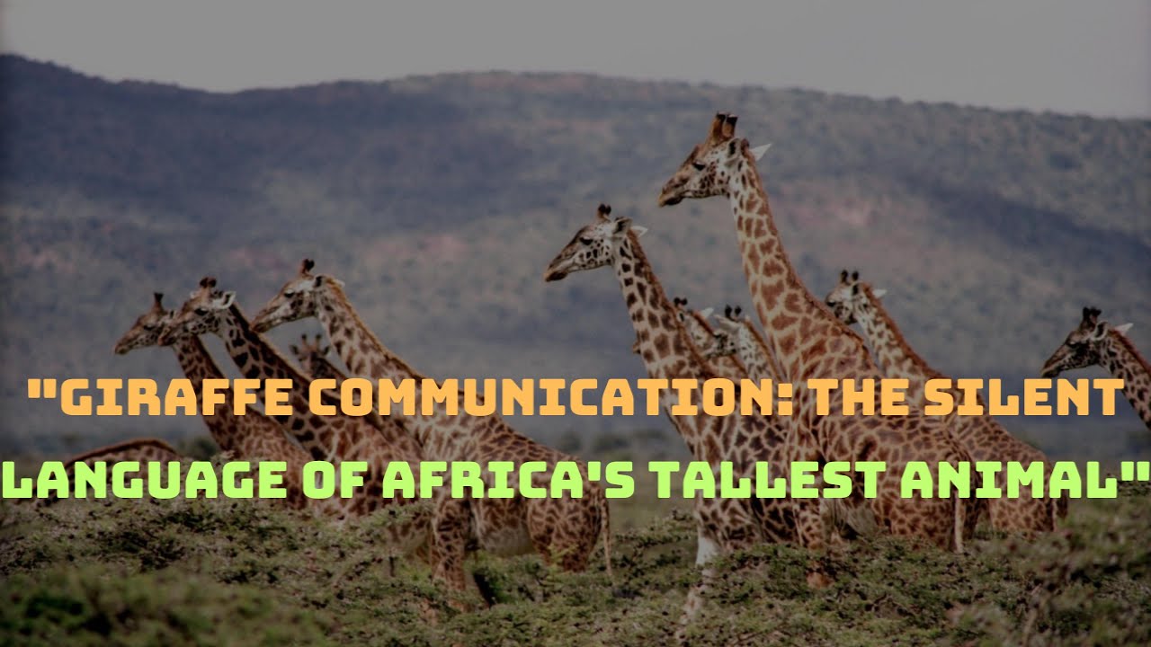 "Giraffe Communication: The Silent Language of Africa's Tallest Animal ...