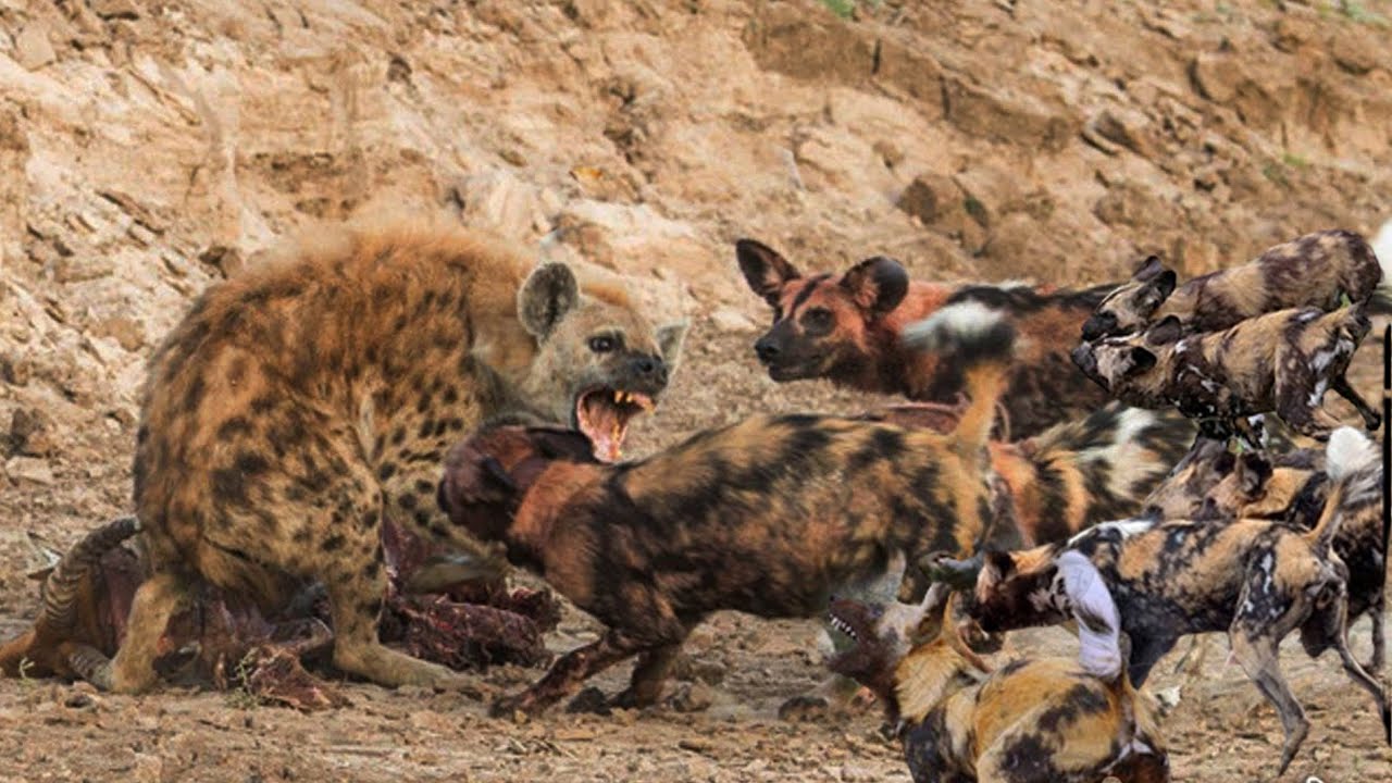 Hyena Fights With Feral Wild Dogs Holding To Get Prey - Wild Animals ...