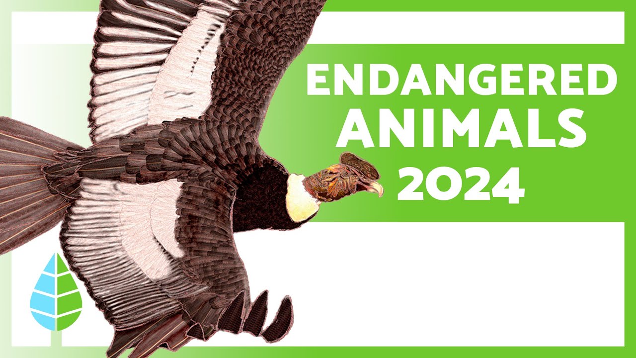 ENDANGERED ANIMALS 2024 🐯⚠️ (Top 10) - YouTube