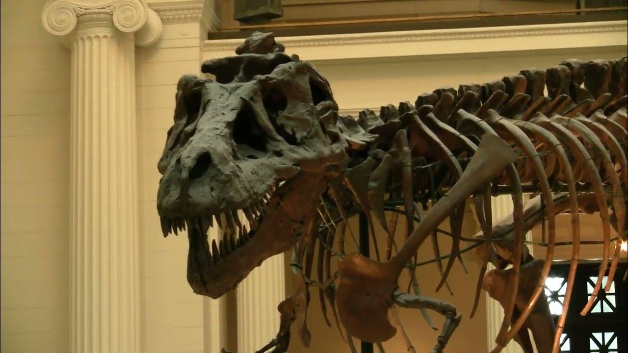 Sue The T-Rex - Field Museum, Chicago #trex #trexvideo #chicago # ...
