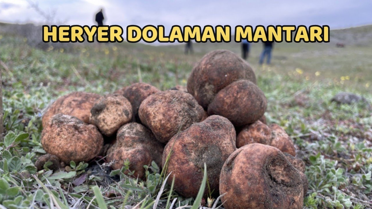 Dolaman Mantarı Nasıl Bulunur? Domalan Mantarı Nisan 2024, Koca Koca ...