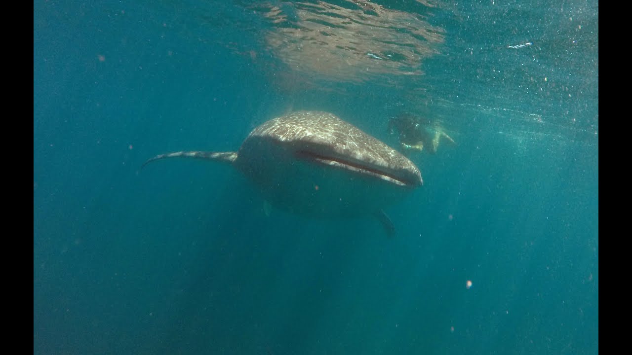 2019 Los Cabos and Las Pas, Mexico - YouTube