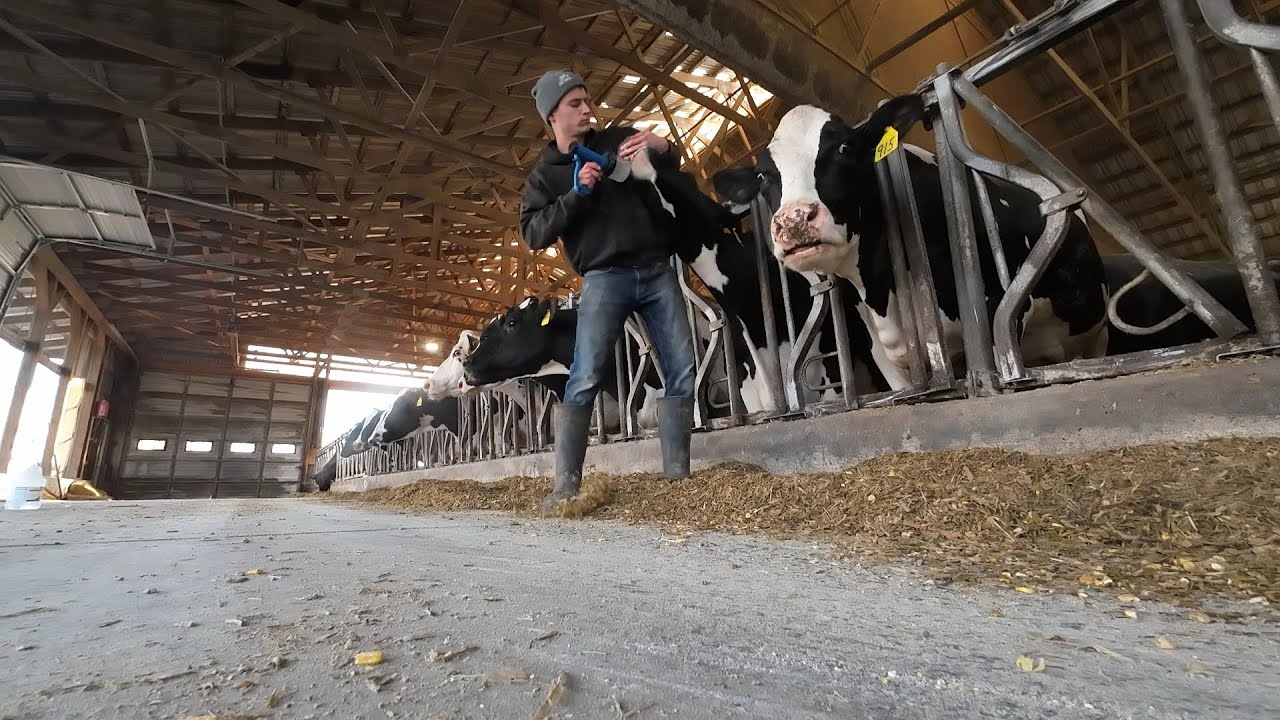 Cows & Crops Get a Boost | 10th Generation Dairyman | The Content Farm