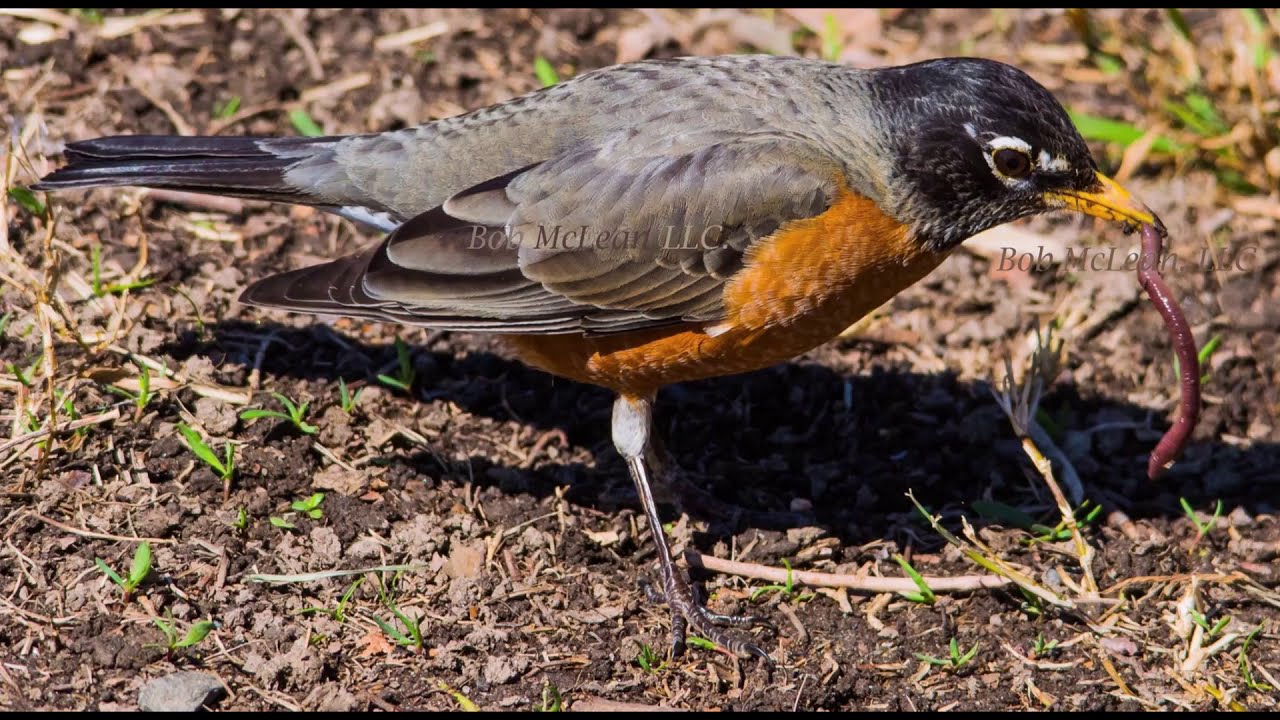 Rockin' Robin for the Birds - YouTube