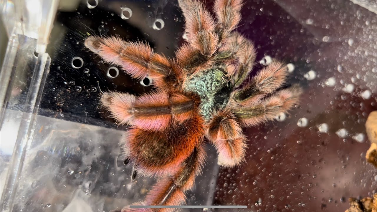 Tarantula breeding and several feedings - YouTube