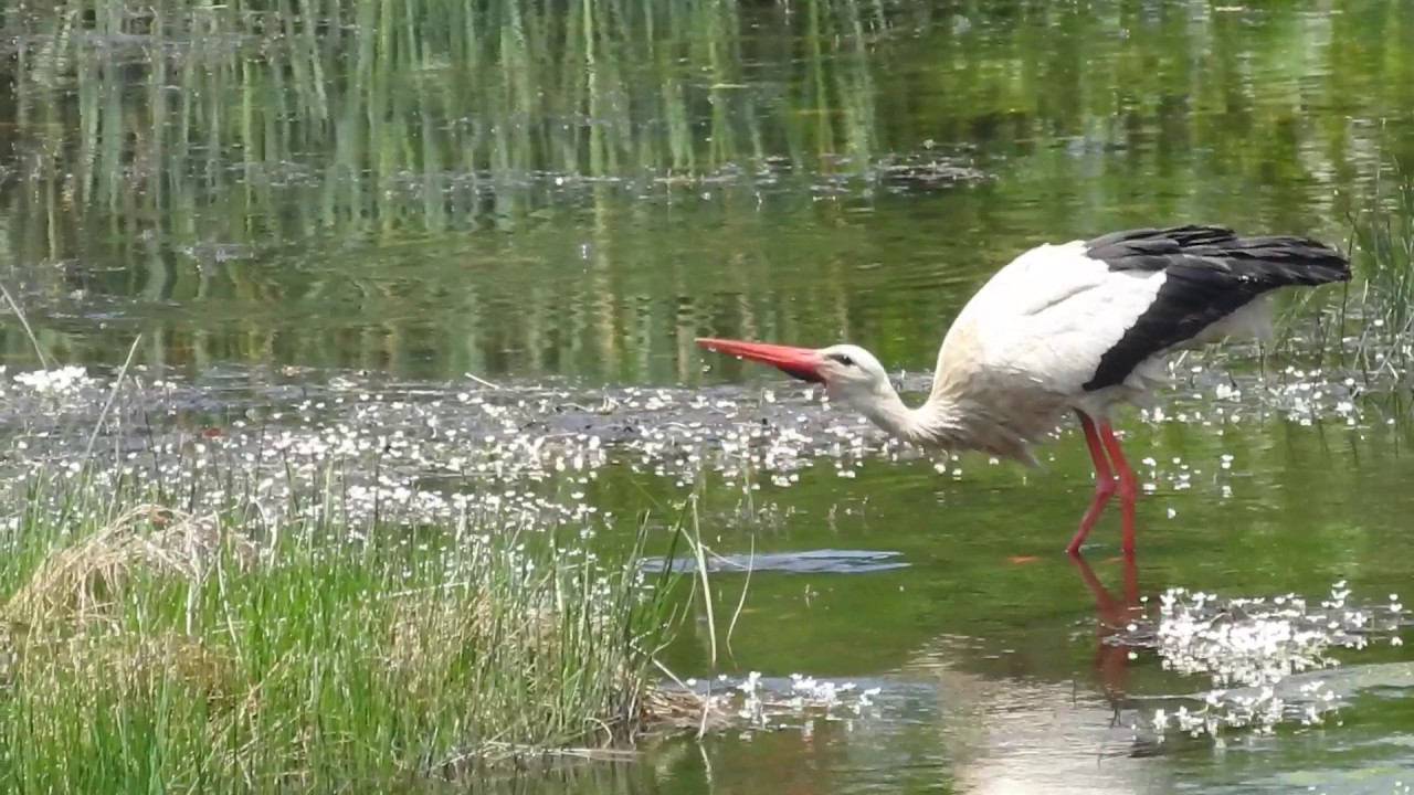 Stork vs frog 1-0 - YouTube