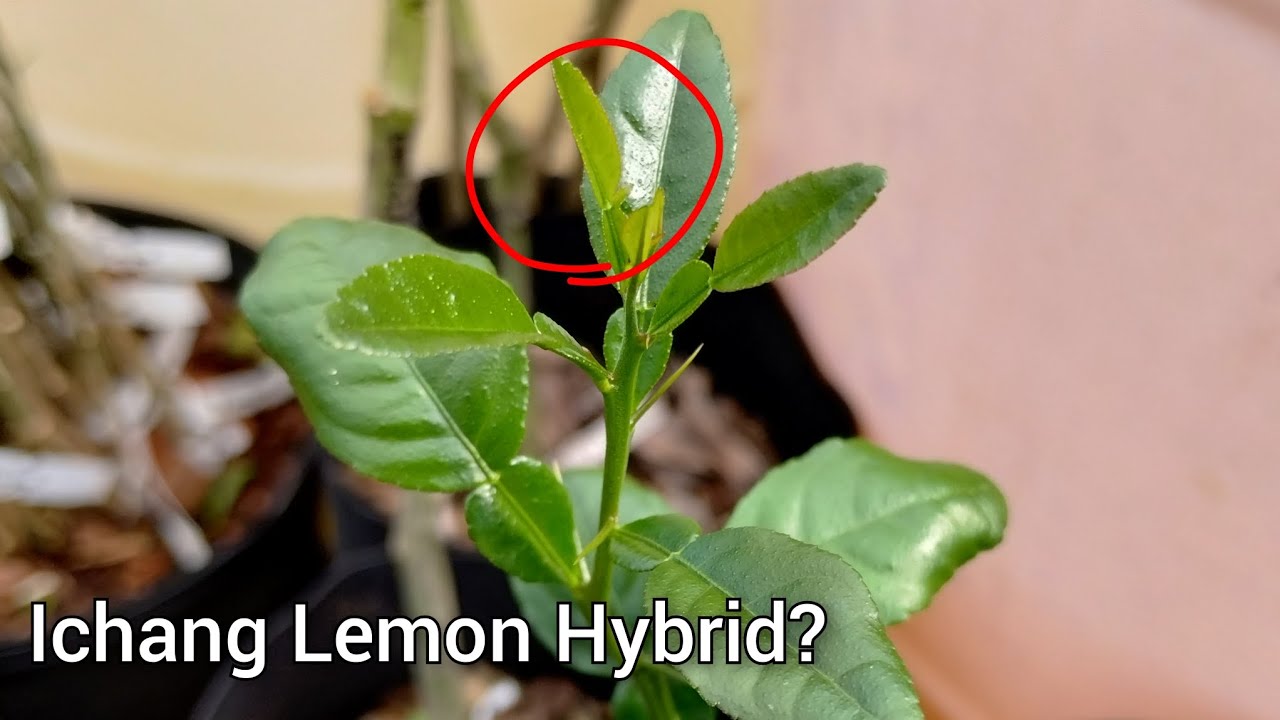 Grafted Ichang Lemon Hybrid Seedlings - YouTube