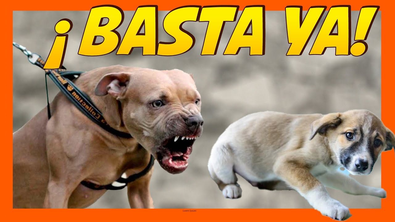 ¡Basta ya! 🤬 Perro agresivo ataca a otros perros 🐶 - YouTube