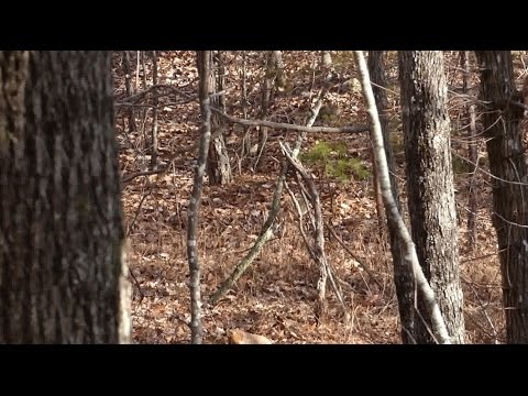 Alabama Bigfoot and what happend the day after the howls. - YouTube
