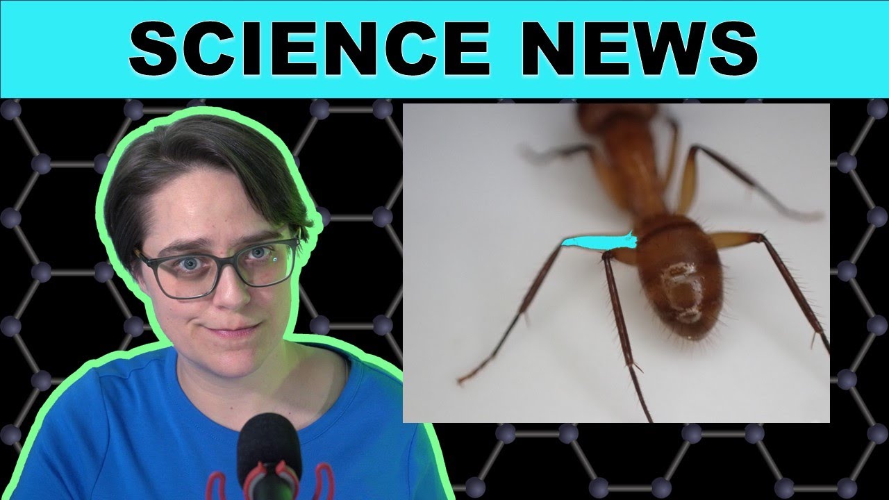 Ant Surgery: How Florida Carpenter Ants Combat Infections - YouTube