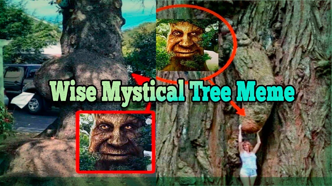 Knuckles reaction | Wise Mystical Tree Meme 🚀 - YouTube