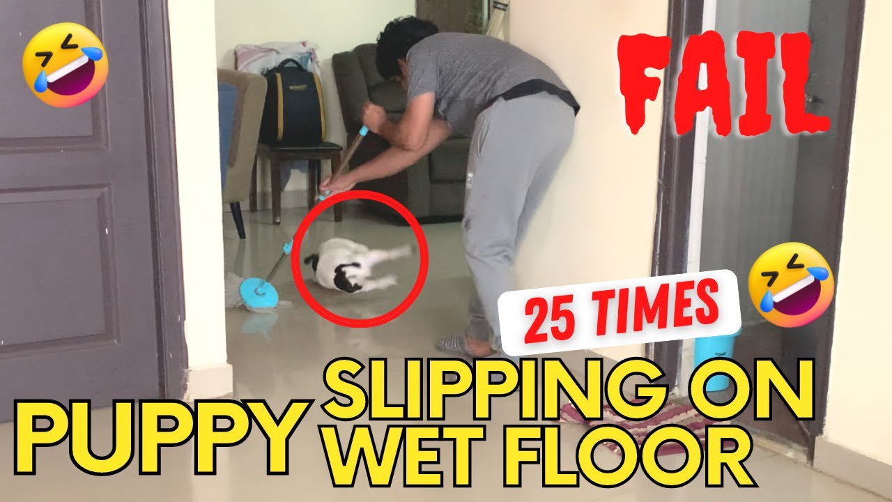 Dog slipping 25 TIMES on WET FLOOR 🐶 ️🤣 | Dog funny fails - YouTube