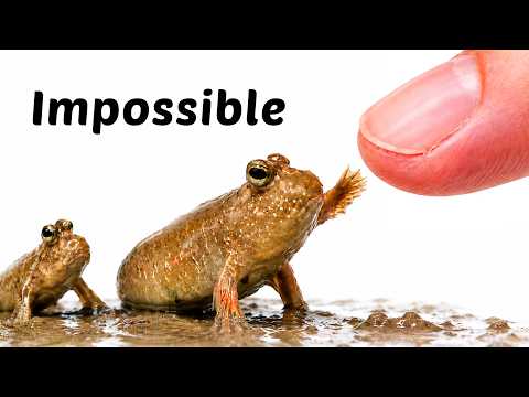 Raising a Family of Walking Fish (200 Day Journey)