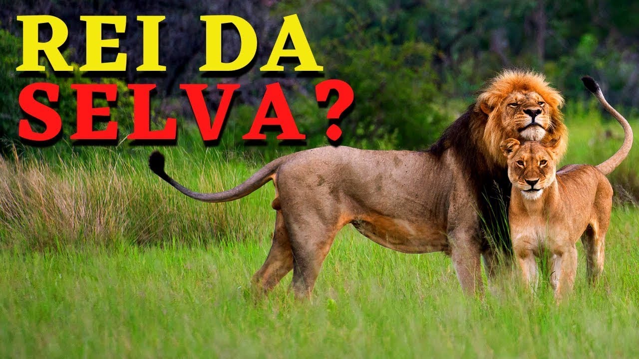 5 MOTIVOS PORQUE O LEÃO É CONSIDERADO O REI DA SELVA - YouTube