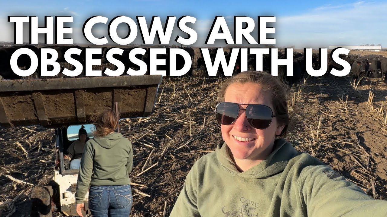 The cow were obsessed with us today | Day in the life of a 27 year old ...