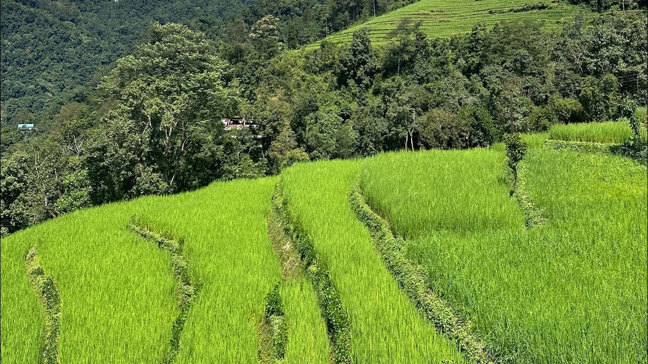Harvesting the Bounty : Sikkim Diverse Crop Rotation (Paddy, millets ...